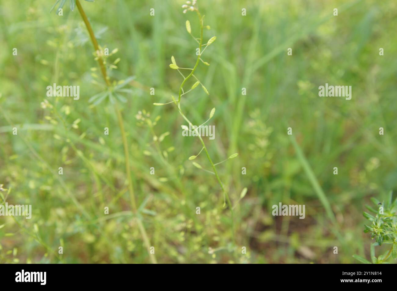Wall Whitlowgrass (Draba muralis) Plantae Stock Photo - Alamy