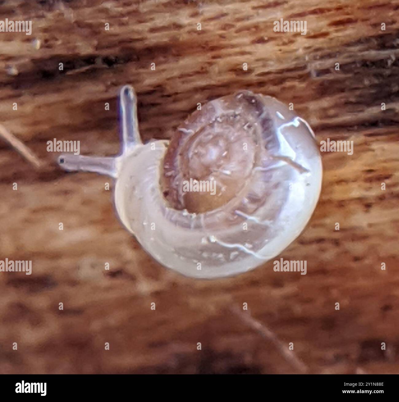 Grass-snails (Vallonia) Mollusca Stock Photo - Alamy