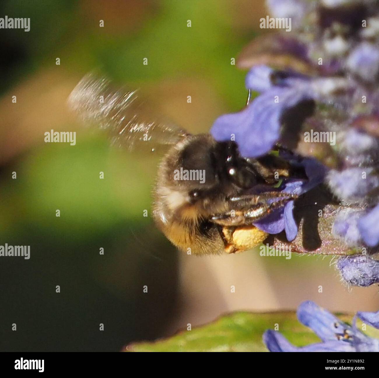 Asian Shaggy Digger Bee (Anthophora villosula) Insecta Stock Photo - Alamy