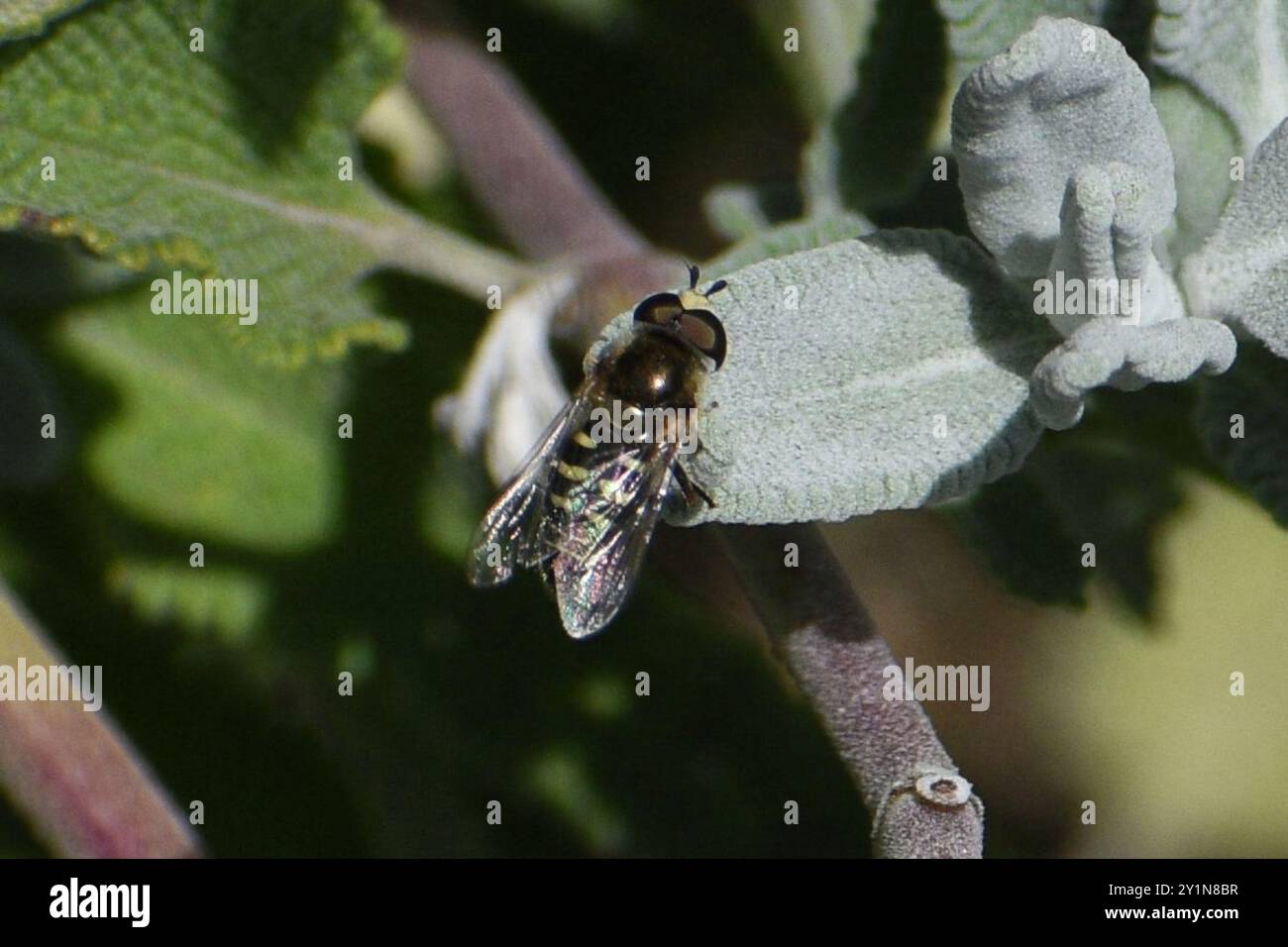 Large-tailed Aphideater (Eupeodes volucris) Insecta Stock Photo - Alamy
