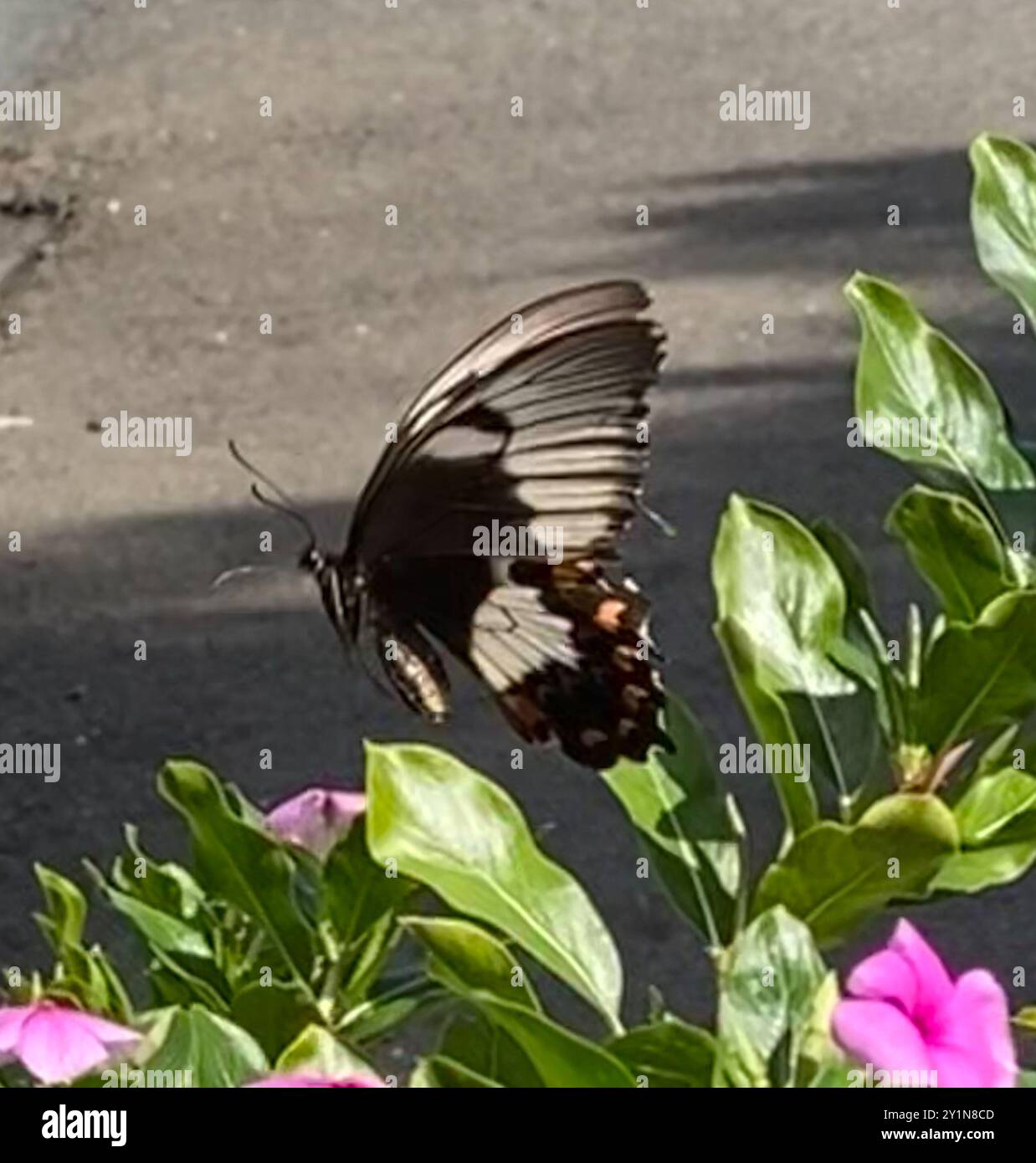 Orchard Swallowtail (Papilio aegeus) Insecta Stock Photo - Alamy