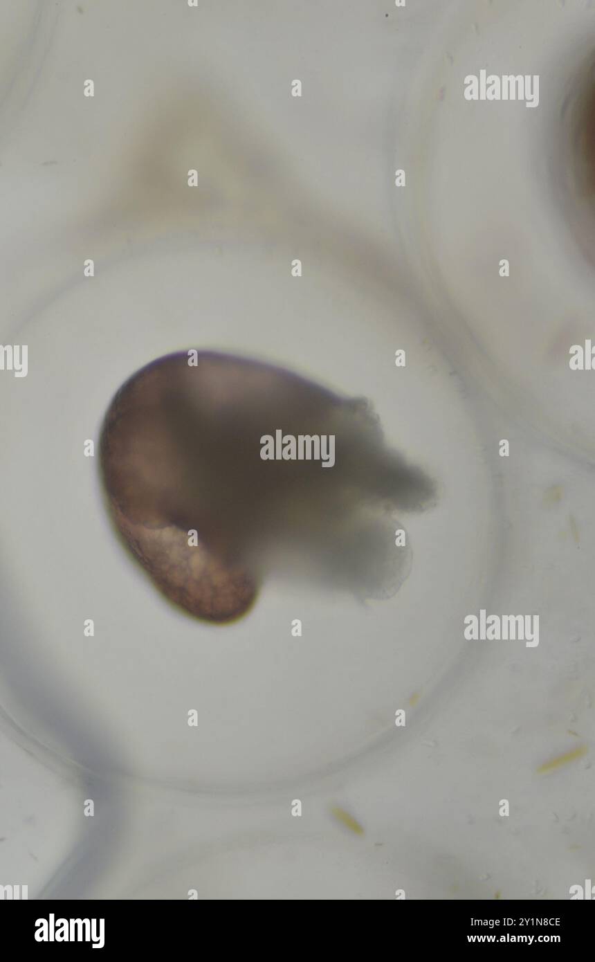 Sitka Periwinkle (Littorina sitkana) Mollusca Stock Photo - Alamy