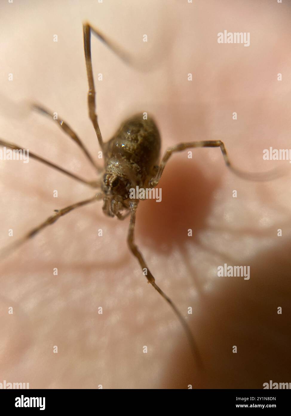 Spring Harvestman (Rilaena triangularis) Arachnida Stock Photo - Alamy