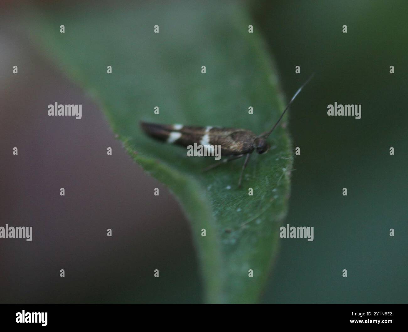 Curved-horn Moths (Gelechioidea) Insecta Stock Photo - Alamy