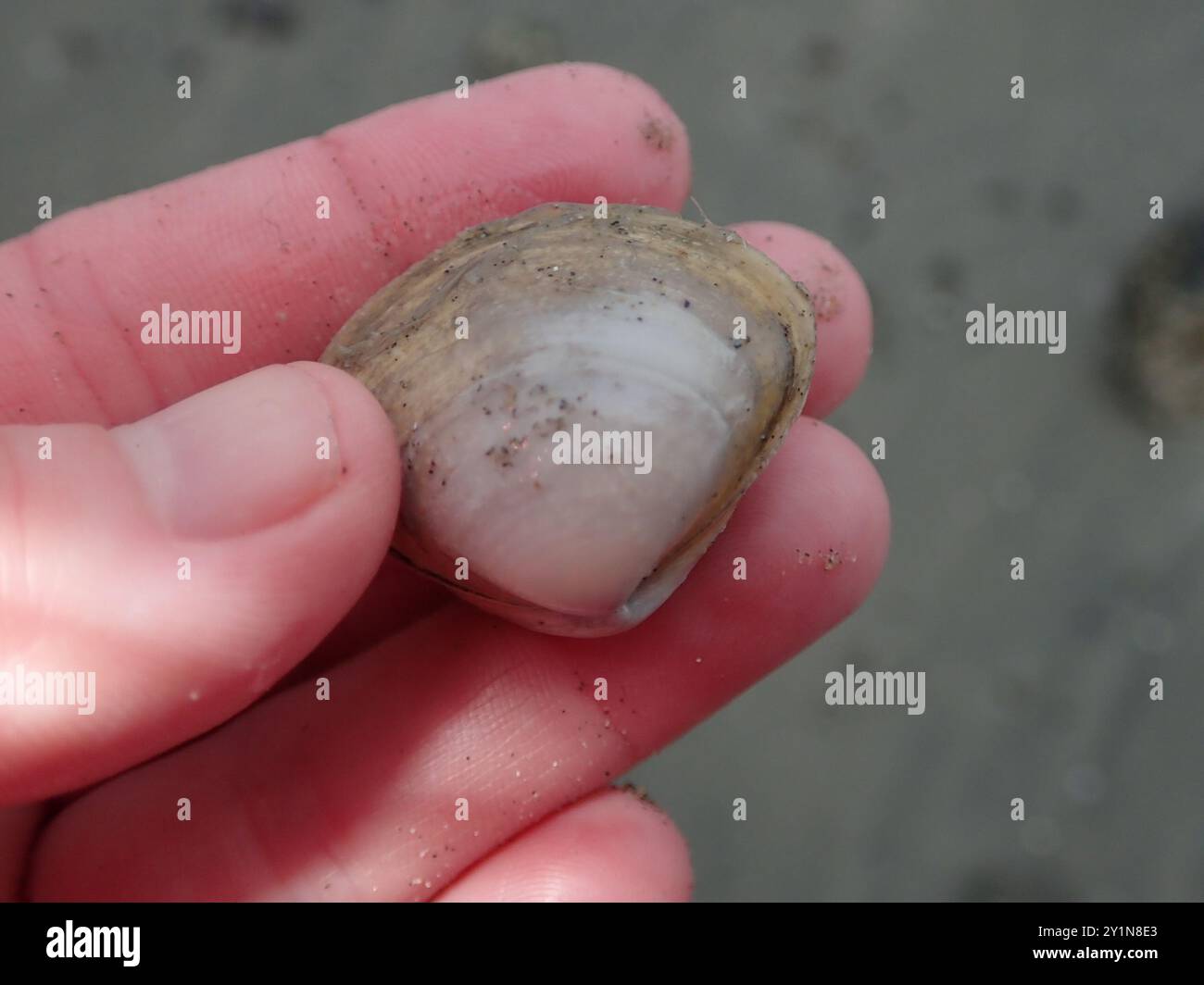 West Atlantic Surfclam (Spisula solidissima) Mollusca Stock Photo - Alamy
