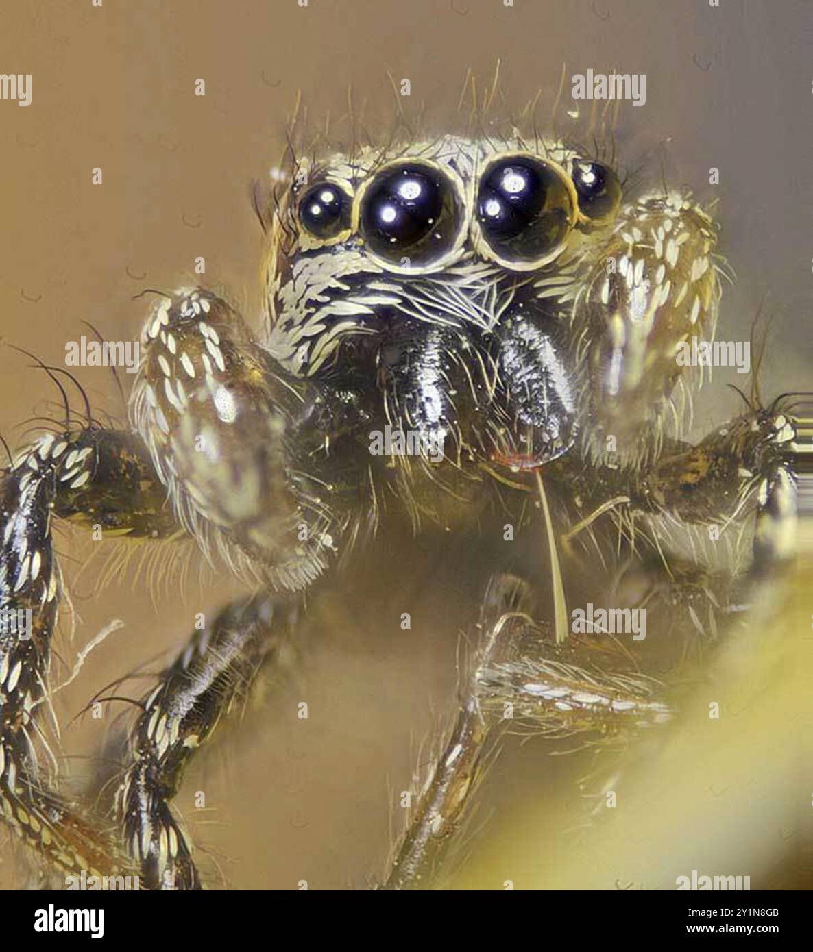 Zebra Jumping Spider (Salticus scenicus) Arachnida Stock Photo - Alamy