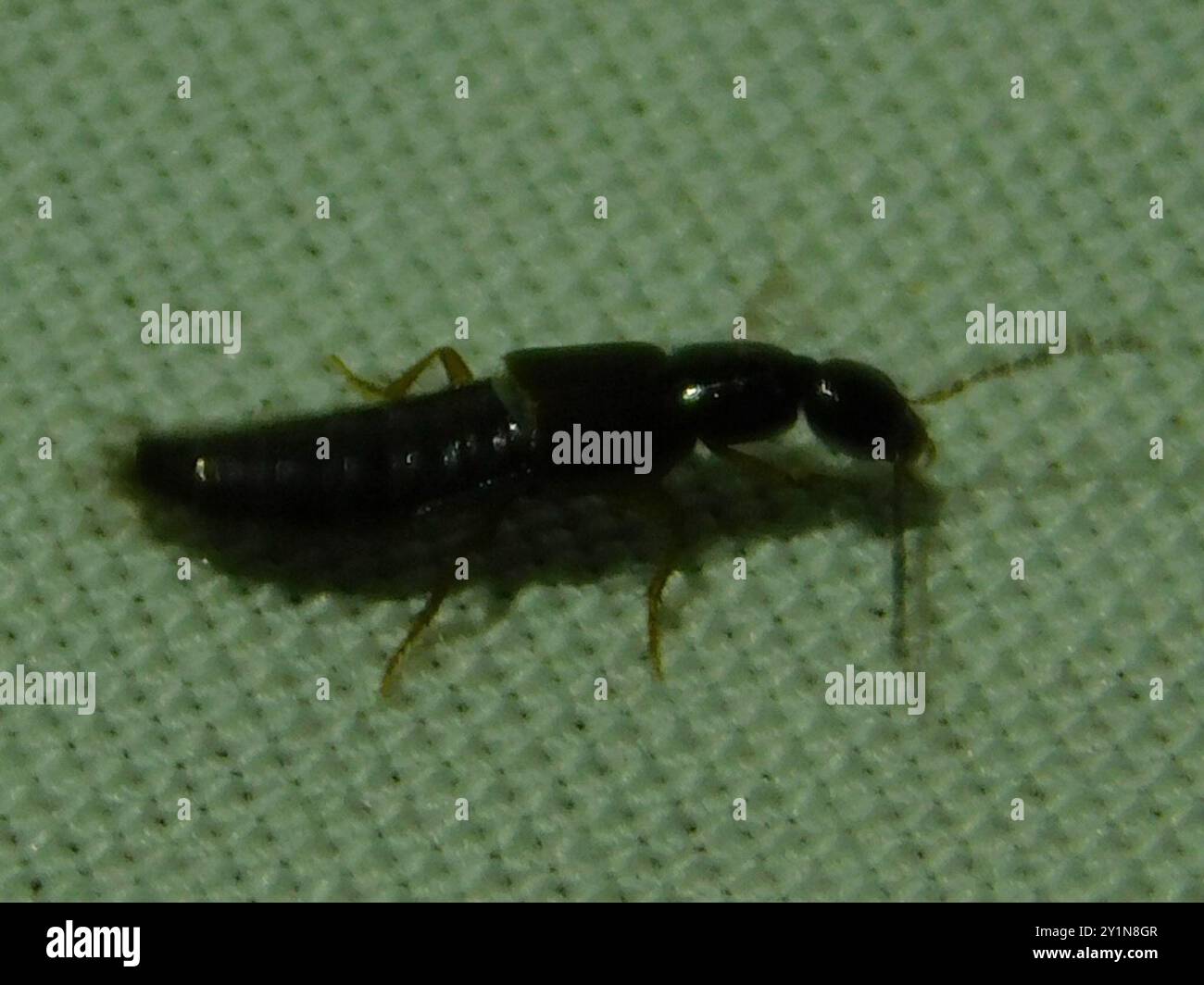 Rove Beetles (Staphylinidae) Insecta Stock Photo - Alamy