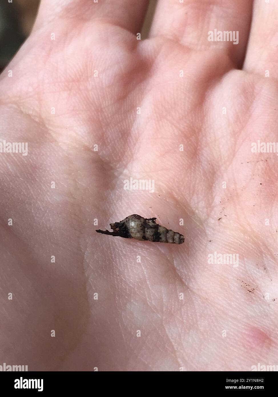 Miniature Awlsnail (Subulina octona) Mollusca Stock Photo - Alamy