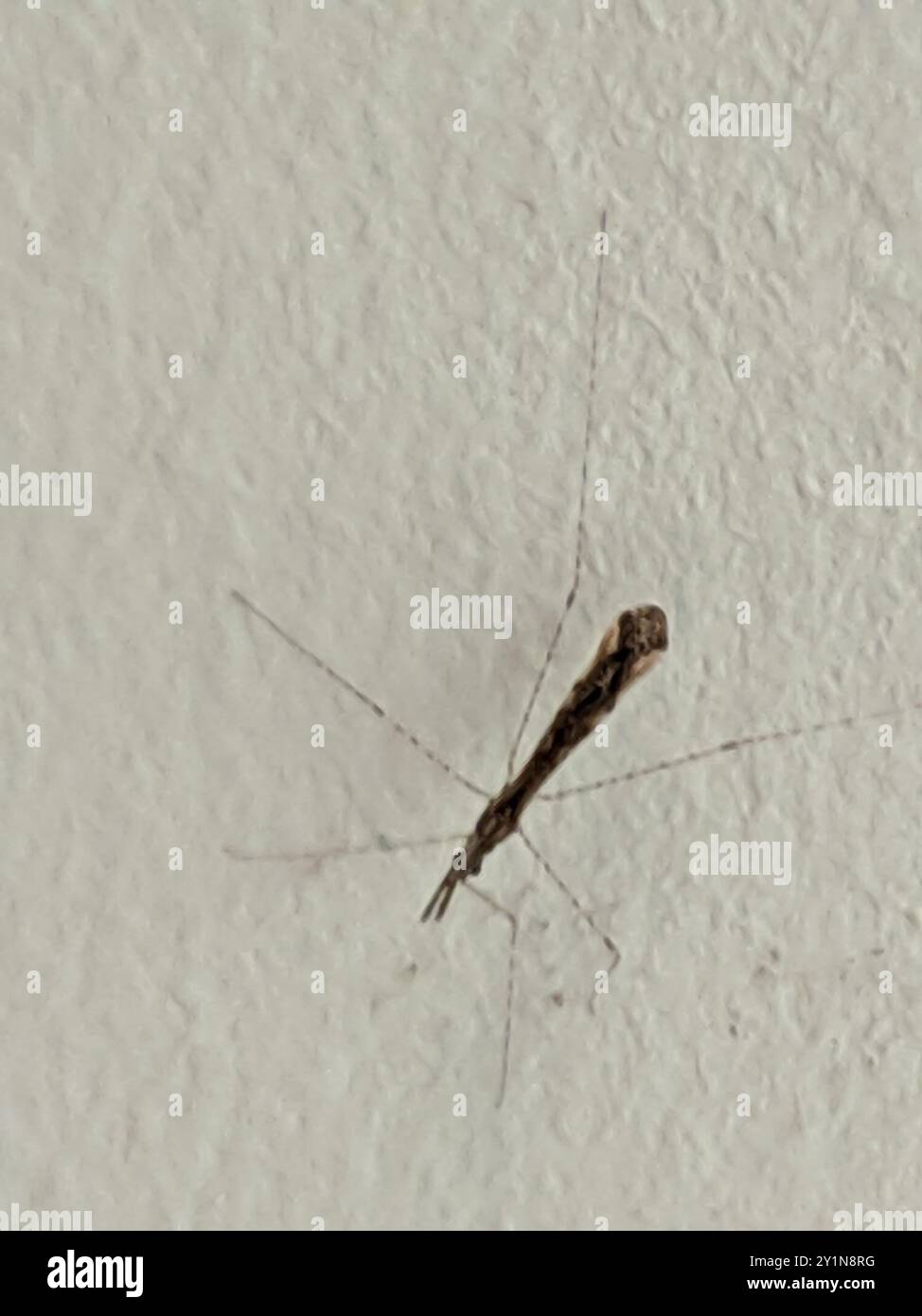 Thread-legged Bugs (Emesinae) Insecta Stock Photo - Alamy