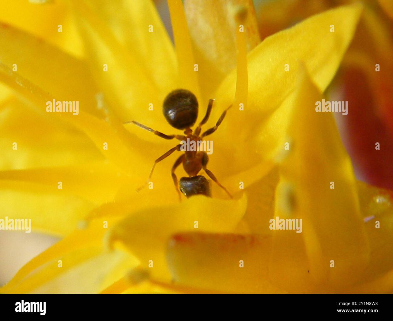 Lasius emarginatus hi-res stock photography and images - Alamy