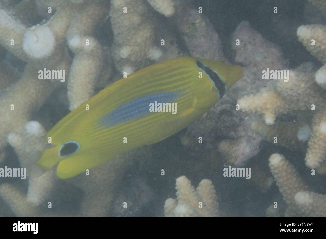Bluespot Butterflyfish (Chaetodon plebeius) Actinopterygii Stock Photo ...