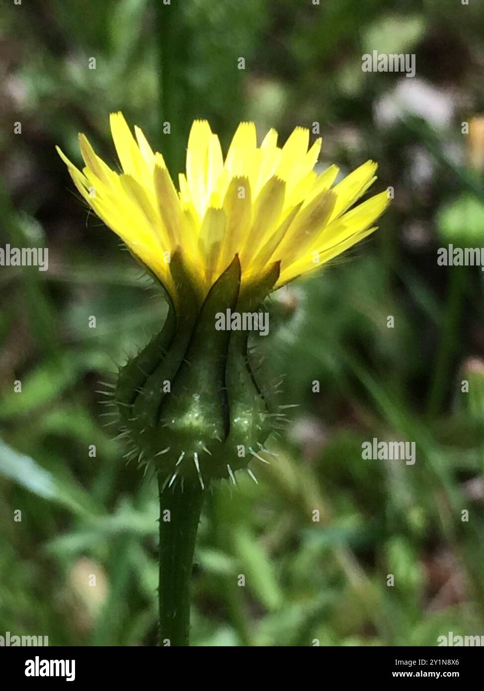 False Hawkbit (Urospermum picroides) Plantae Stock Photo - Alamy