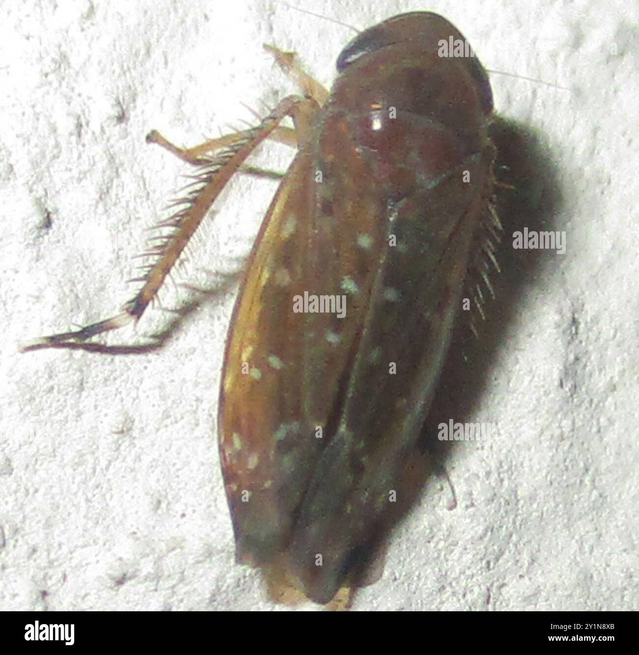 Typical Leafhoppers (Cicadellidae) Insecta Stock Photo - Alamy
