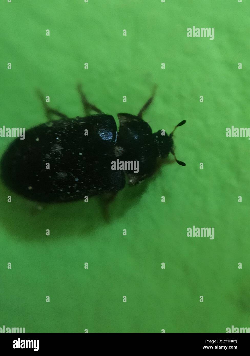 Two-spotted Carpet-beetle (Attagenus pellio) Insecta Stock Photo - Alamy