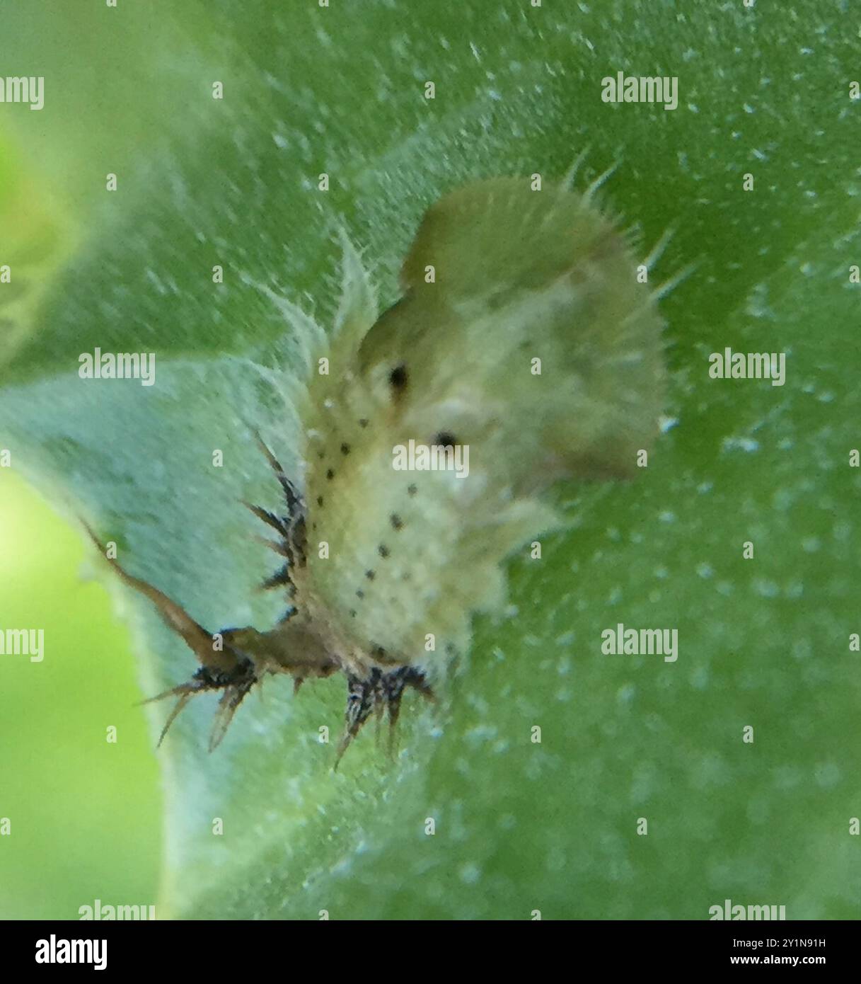 Tortoise and Hispine Beetles (Cassidinae) Insecta Stock Photo - Alamy