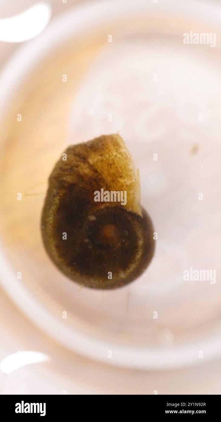 Two-ridged Ramshorn (Helisoma anceps) Mollusca Stock Photo - Alamy