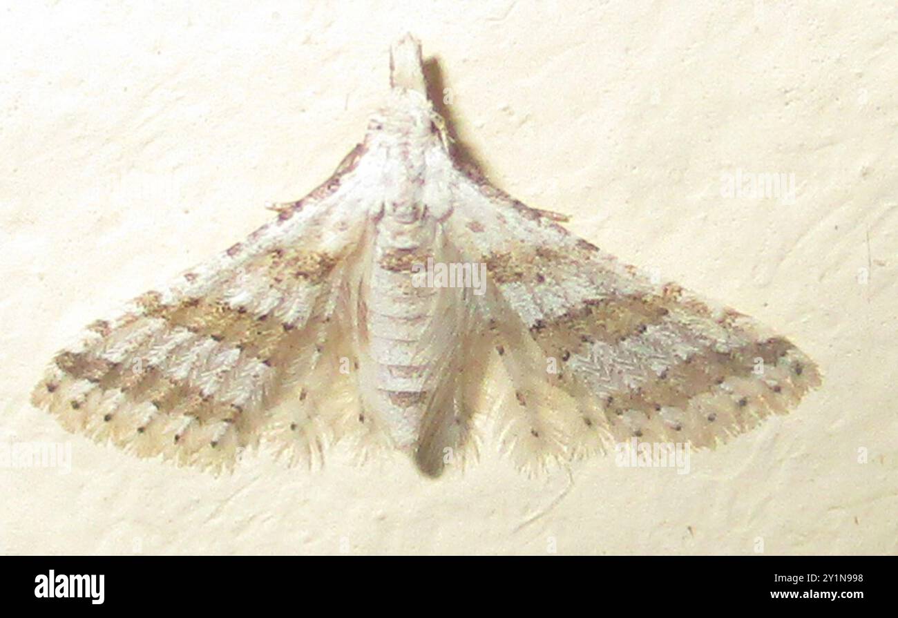 Many plumed moths hi-res stock photography and images - Alamy