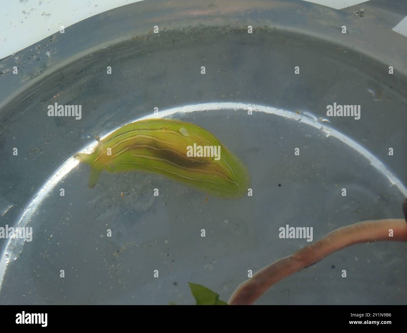 Taylor's Seahare (Phyllaplysia taylori) Mollusca Stock Photo - Alamy