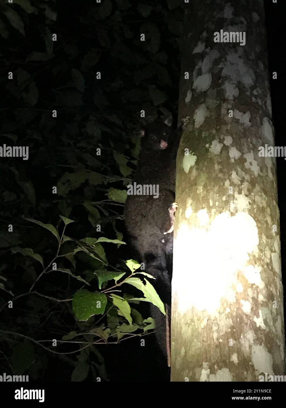 Short-eared Brush-tailed Possum (Trichosurus caninus) Mammalia Stock ...