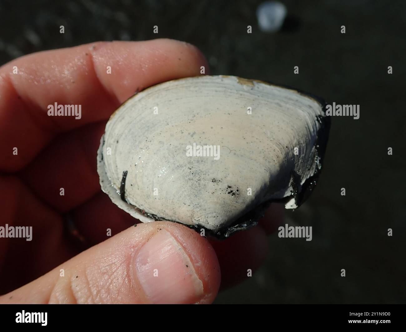 Bent-nosed Clam (Macoma nasuta) Mollusca Stock Photo - Alamy