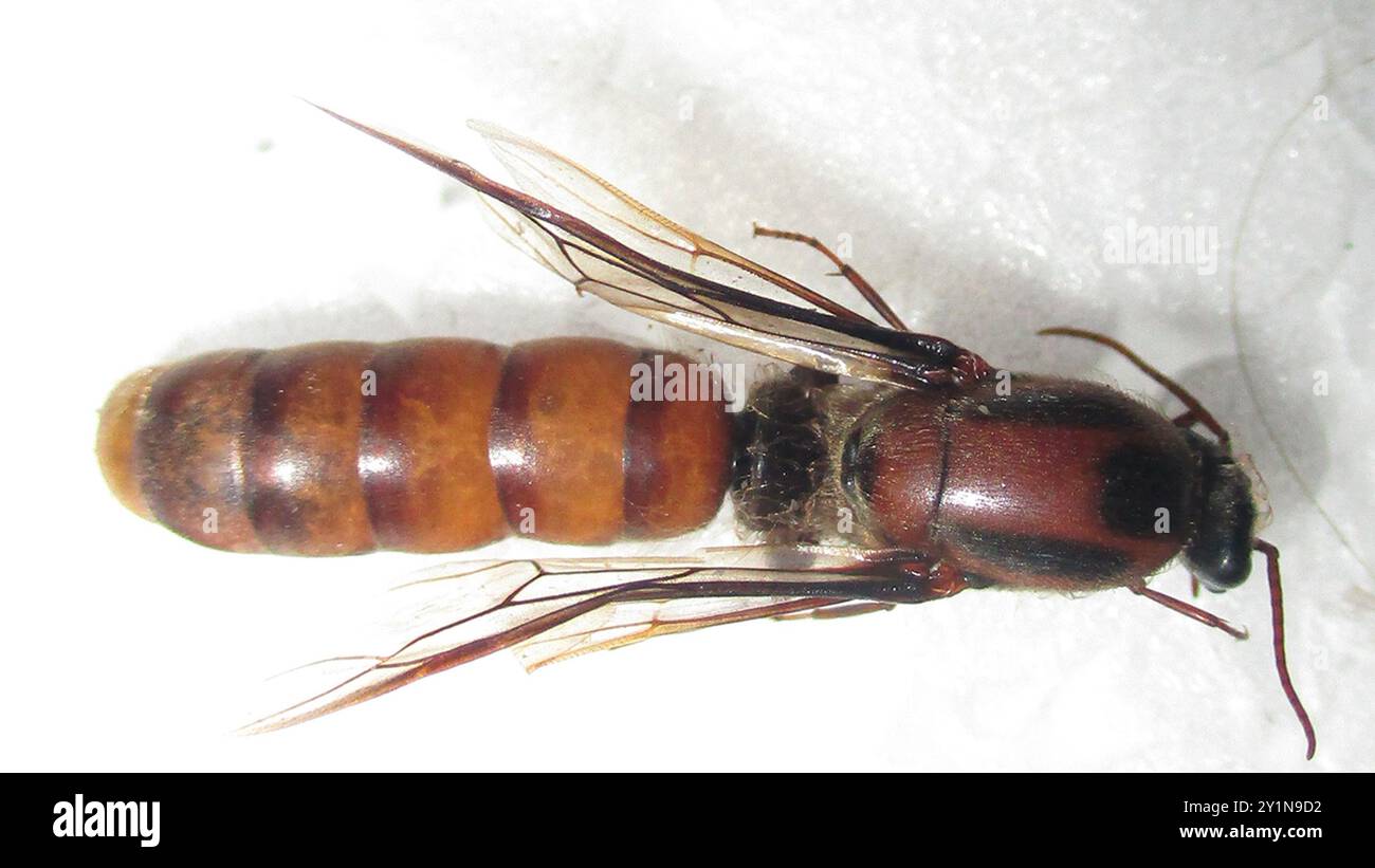 Dorylus ants hi-res stock photography and images - Alamy