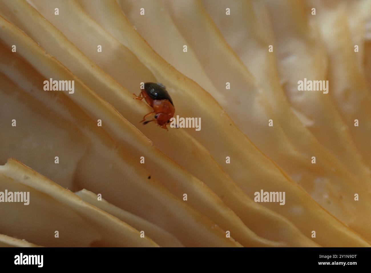 Triplax hi-res stock photography and images - Alamy
