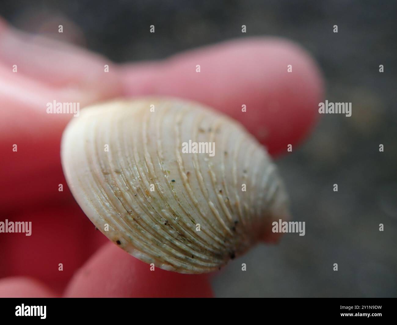 Northern Quahog (Mercenaria mercenaria) Mollusca Stock Photo - Alamy