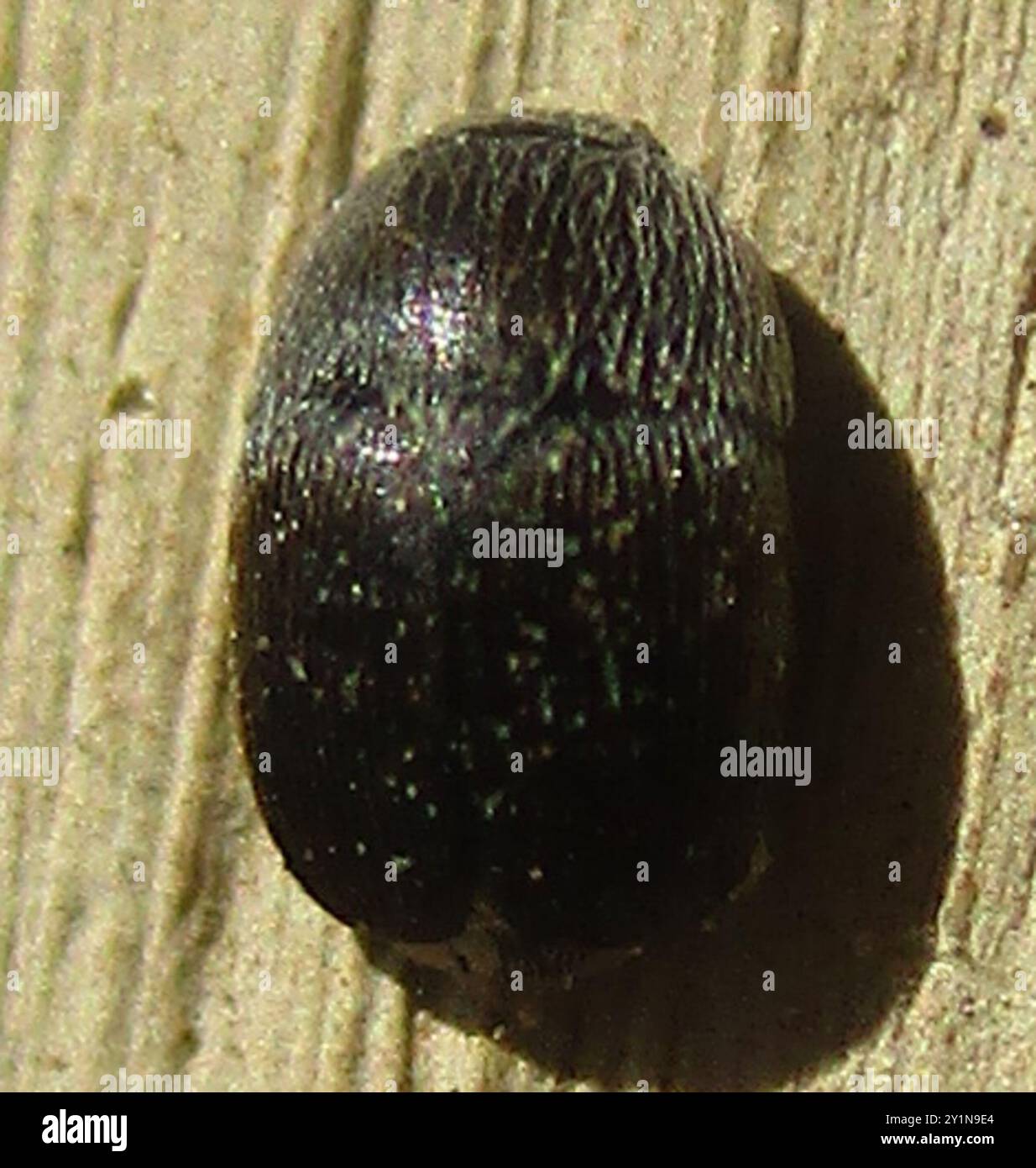 Skin Beetles (Dermestidae) Insecta Stock Photo - Alamy