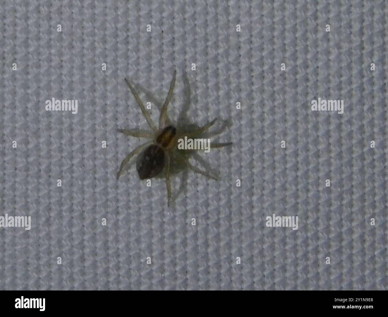 Spiders (Araneae) Arachnida Stock Photo - Alamy