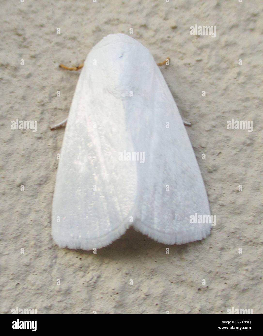 (Chasmina tibialis) Insecta Stock Photo - Alamy