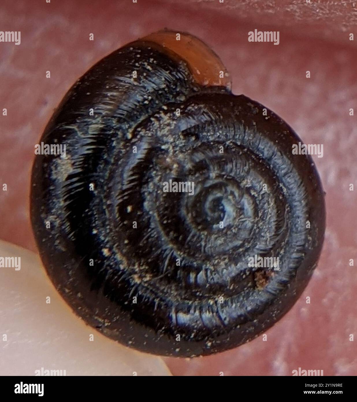 Common Land Snails and Slugs (Stylommatophora) Mollusca Stock Photo - Alamy