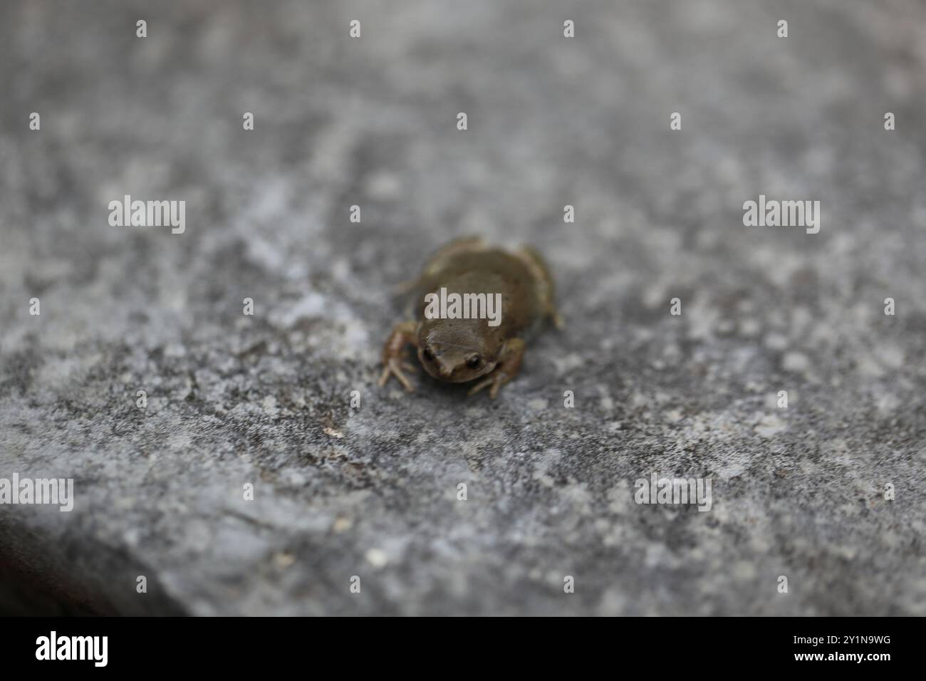 Western Narrow-mouthed Toad (Gastrophryne olivacea) Amphibia Stock ...