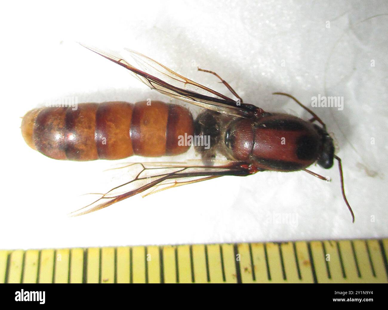 Driver Ants (Dorylus) Insecta Stock Photo - Alamy