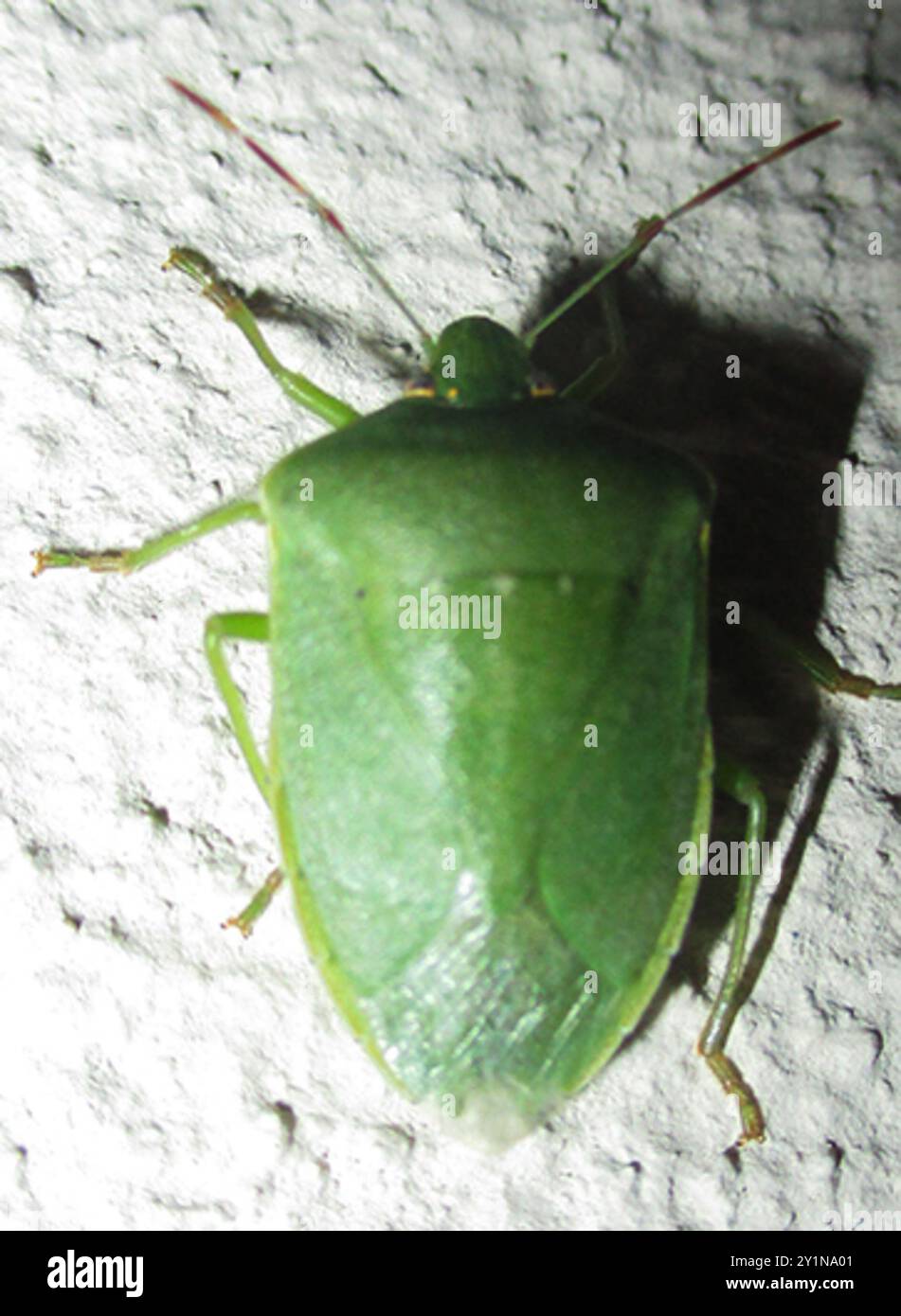 Southern Green Stink Bug (Nezara viridula) Insecta Stock Photo - Alamy