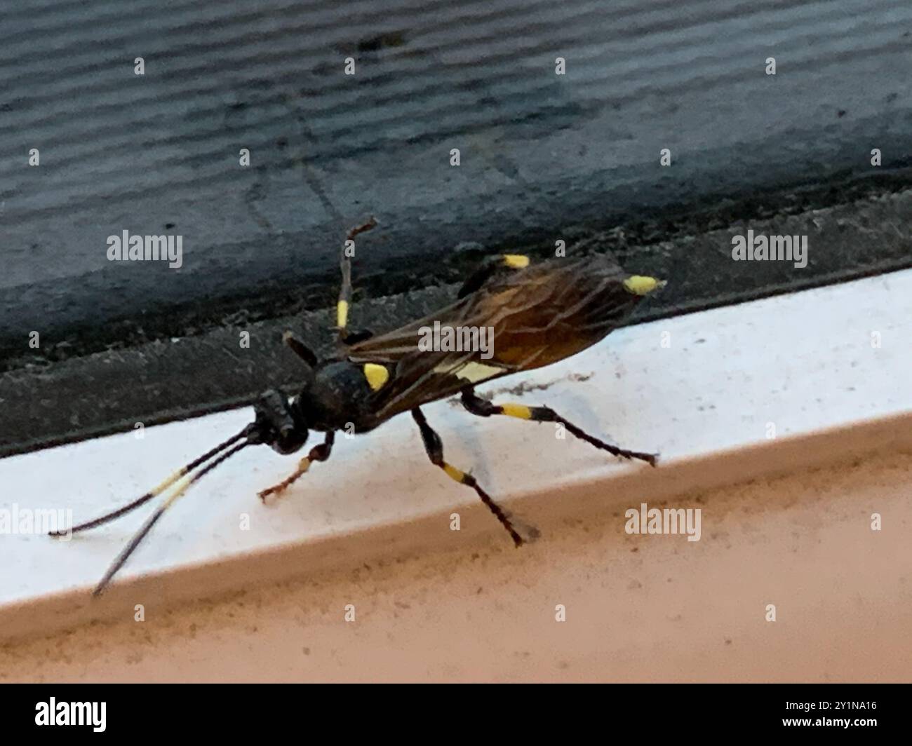 Yellow-tipped Darwin Wasp (Ichneumon stramentor) Insecta Stock Photo ...