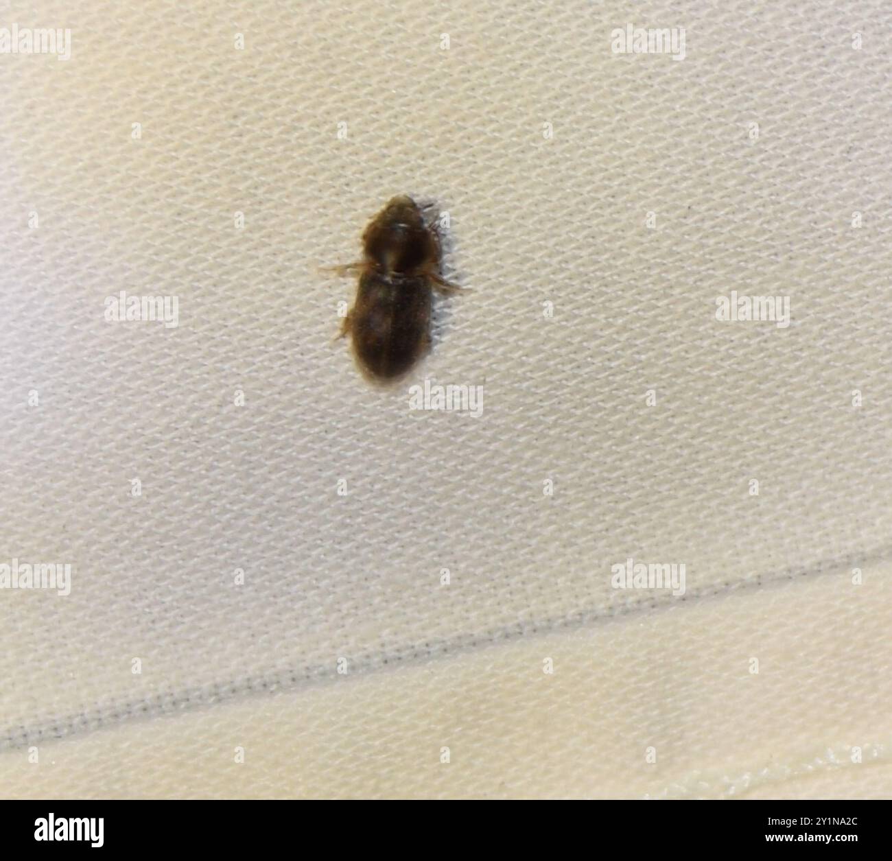 Variegated Mud-loving Beetles (Heteroceridae) Insecta Stock Photo - Alamy