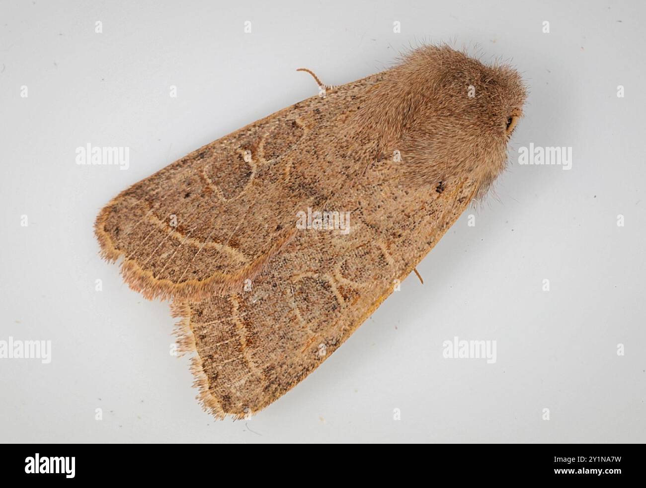 Common Quaker (Orthosia cerasi) Insecta Stock Photo - Alamy