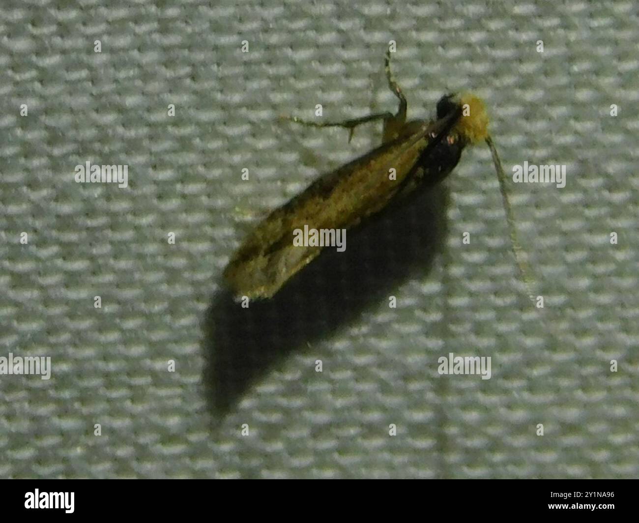 Case-bearing Clothes Moth (Tinea pellionella) Insecta Stock Photo - Alamy