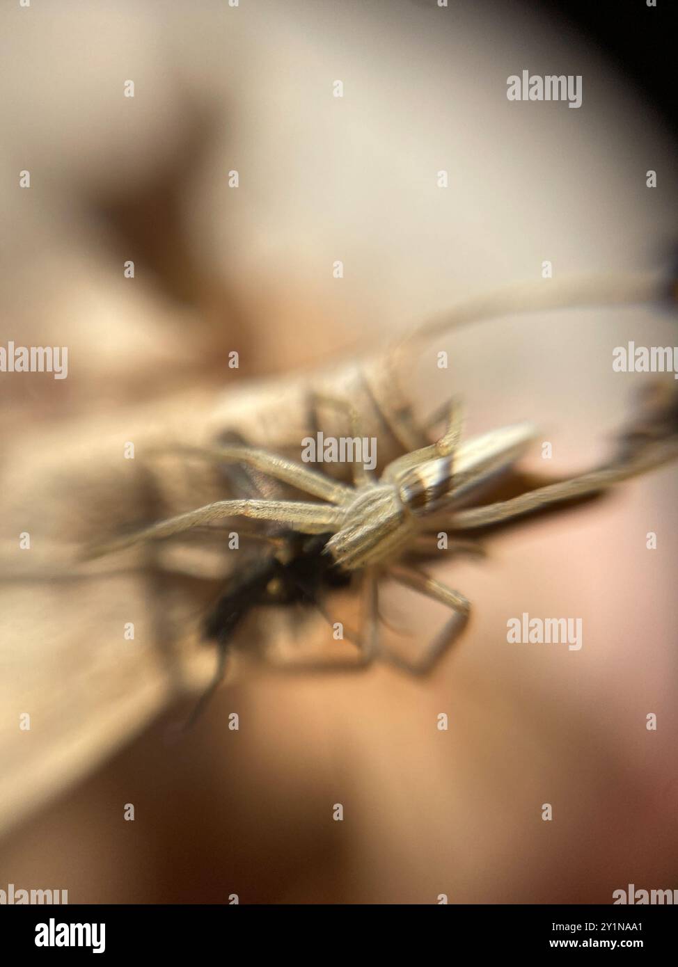 Slender Crab Spiders (Tibellus) Arachnida Stock Photo - Alamy
