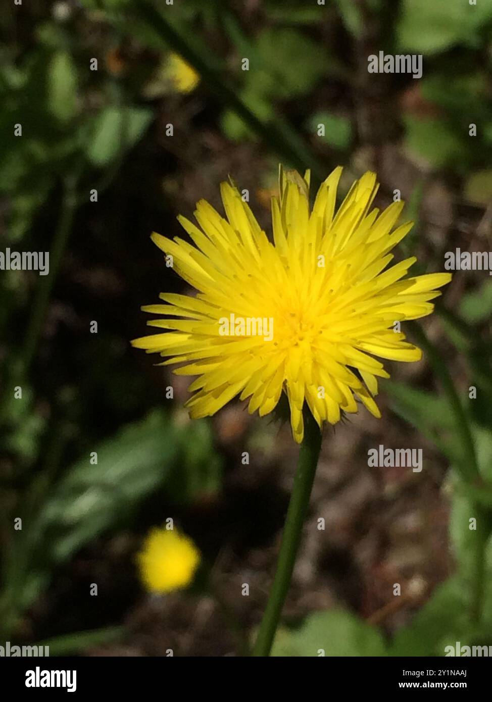 False Hawkbit (Urospermum picroides) Plantae Stock Photo - Alamy