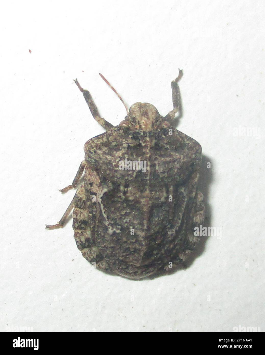 Sculptured Shieldbug (Xerobia sculpturata) Insecta Stock Photo - Alamy