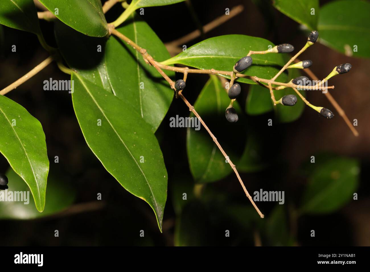 wax-leaf ligustrum (Ligustrum japonicum) Plantae Stock Photo - Alamy