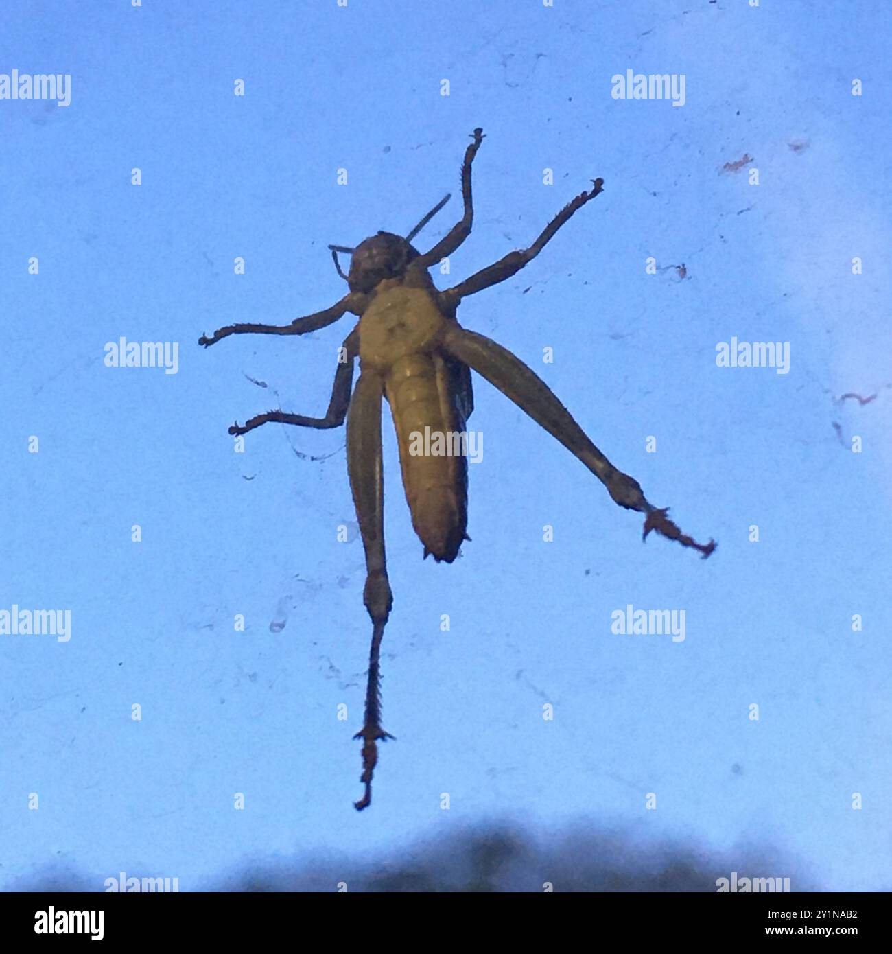 Short-horned Grasshoppers and Locusts (Acridoidea) Insecta Stock Photo ...