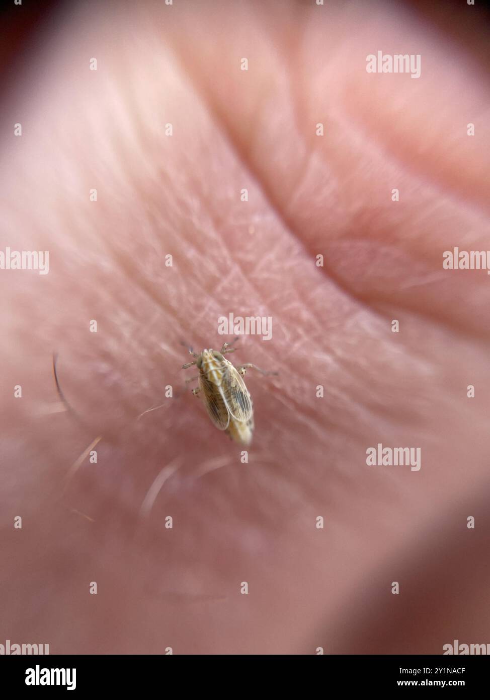 Delphacid Planthoppers (Delphacidae) Insecta Stock Photo - Alamy