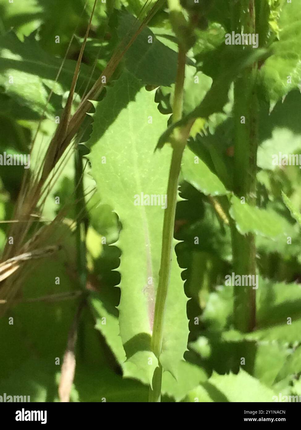 False Hawkbit (Urospermum picroides) Plantae Stock Photo - Alamy