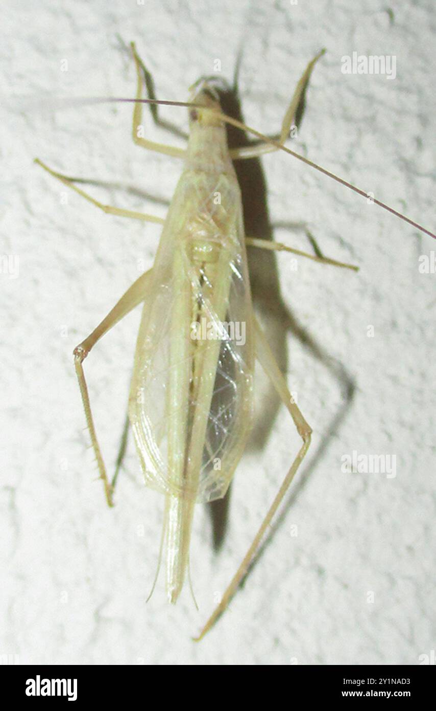 Common Tree Crickets (Oecanthus) Insecta Stock Photo - Alamy
