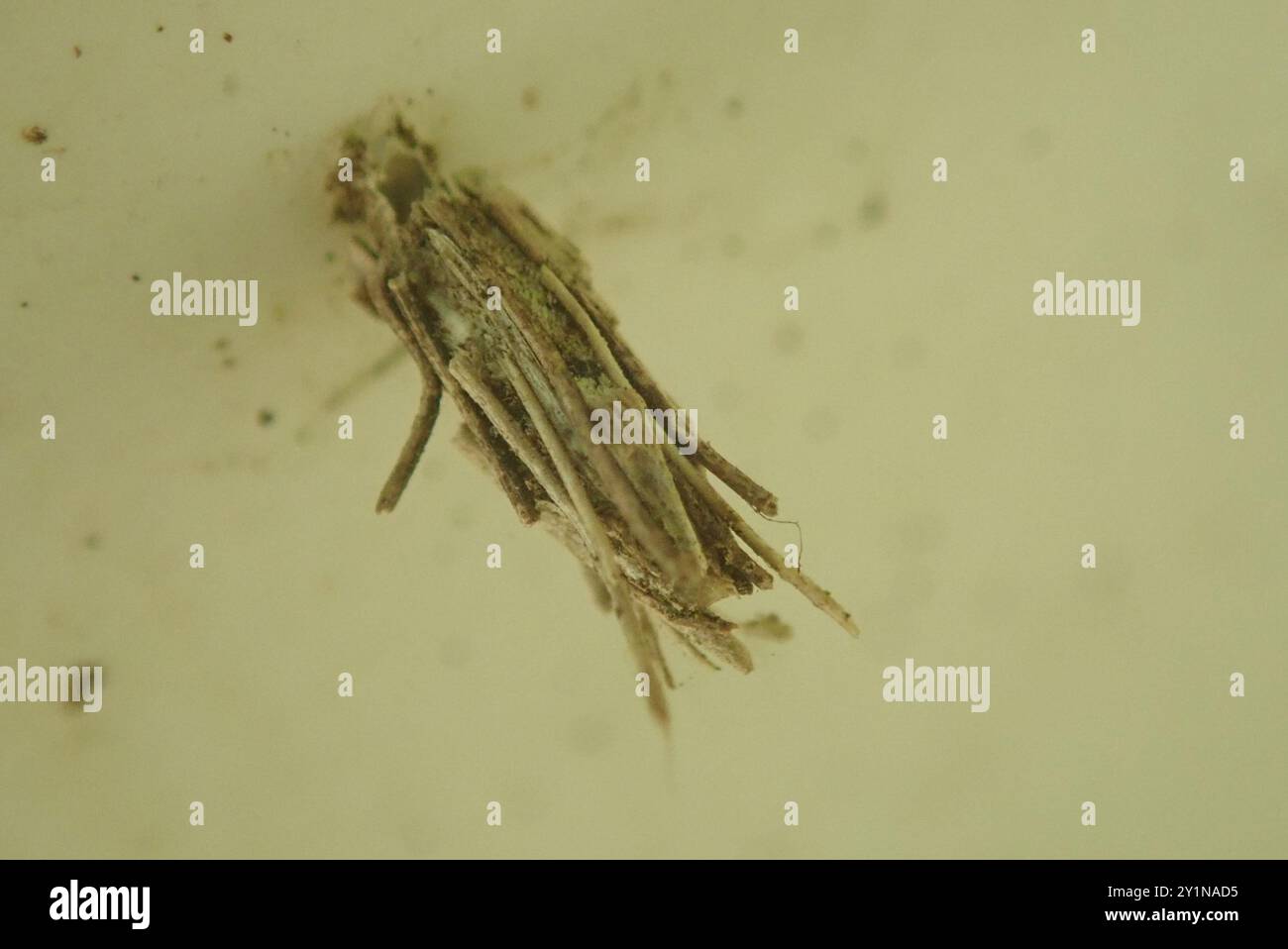 Common Bagworm Moth (Psyche casta) Insecta Stock Photo - Alamy