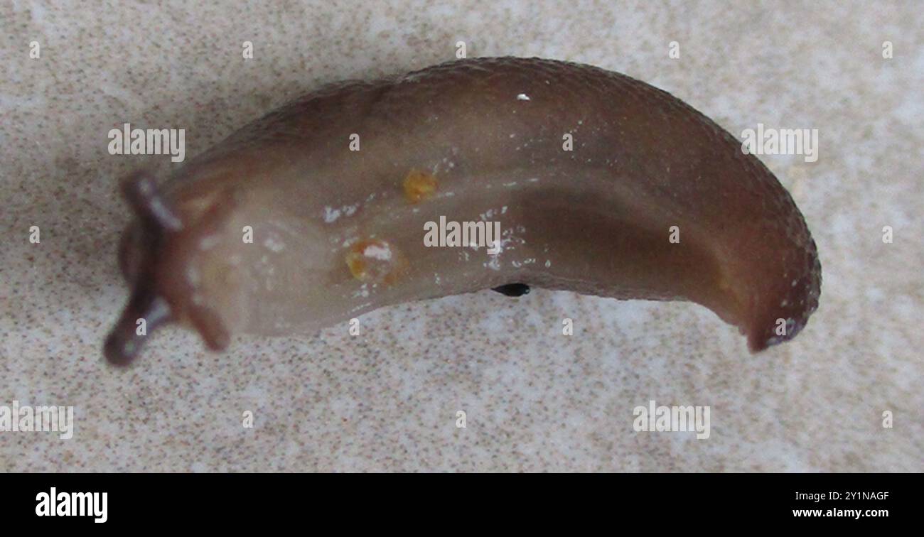 Threeband Slugs (Ambigolimax) Mollusca Stock Photo - Alamy