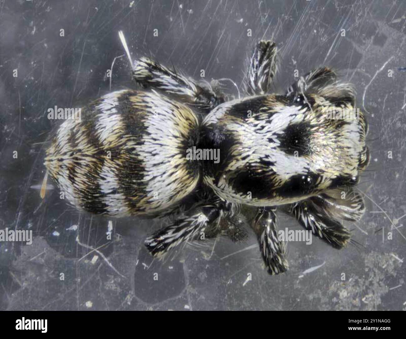 Zebra Jumping Spider (Salticus scenicus) Arachnida Stock Photo - Alamy