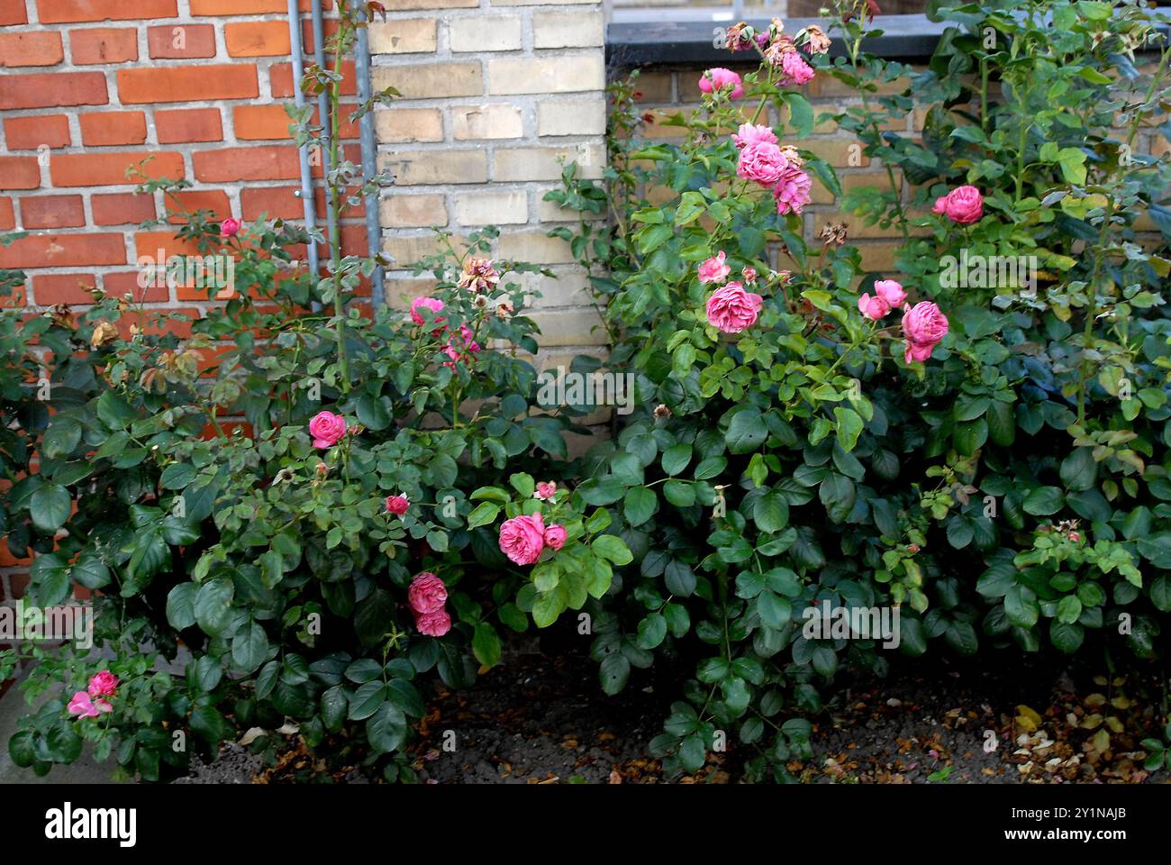 Copenhagen/ Denmark/08 September 2024/Pink rose flwoers tiny garden in ...